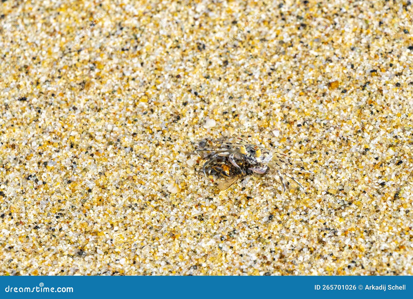 Tiny Sand Crab Beach Crab Drags Eats Fly Bee Insect Stock Photo - Image ...