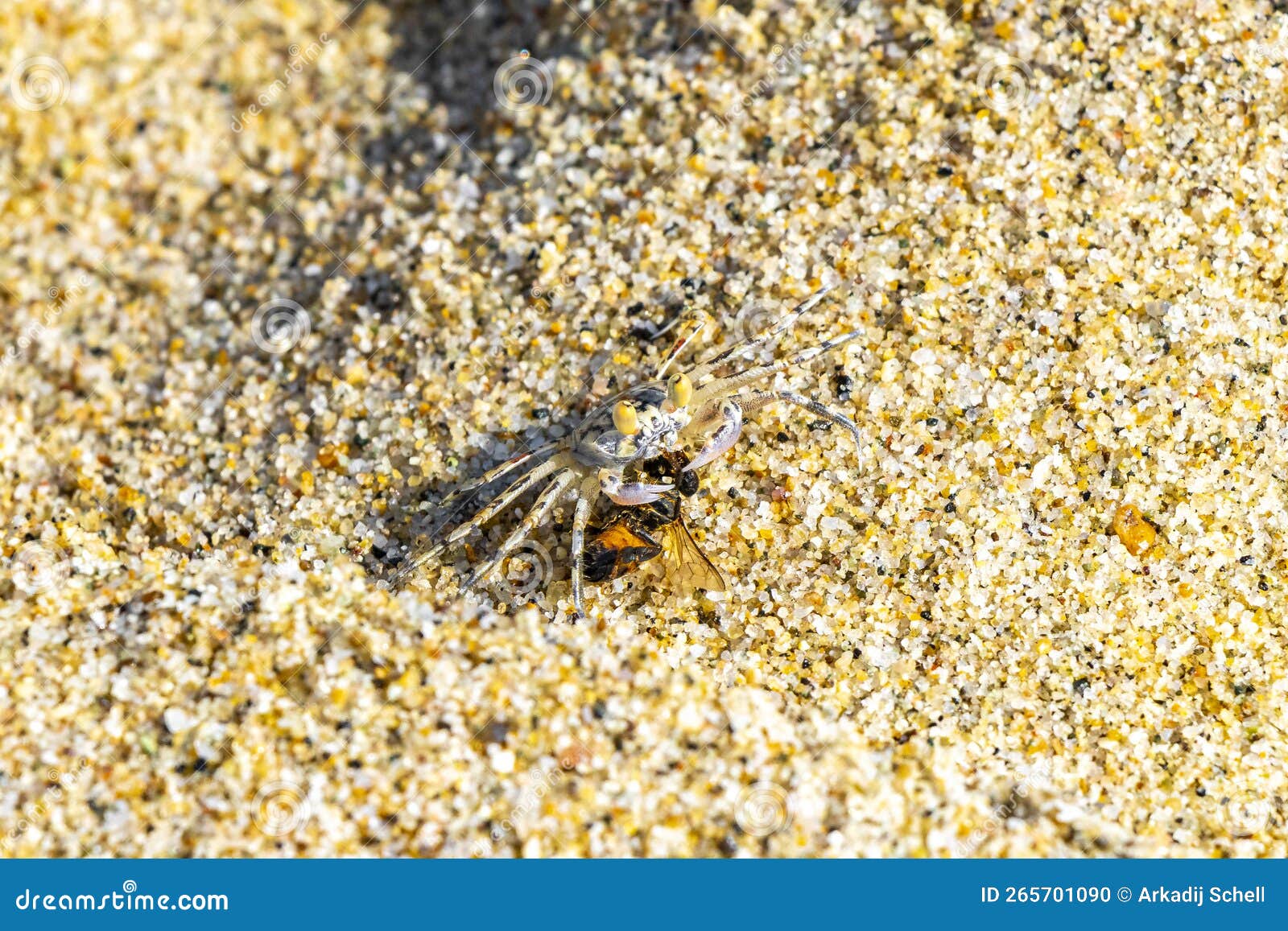 Tiny Sand Crab Beach Crab Drags Eats Fly Bee Insect Stock Photo - Image ...