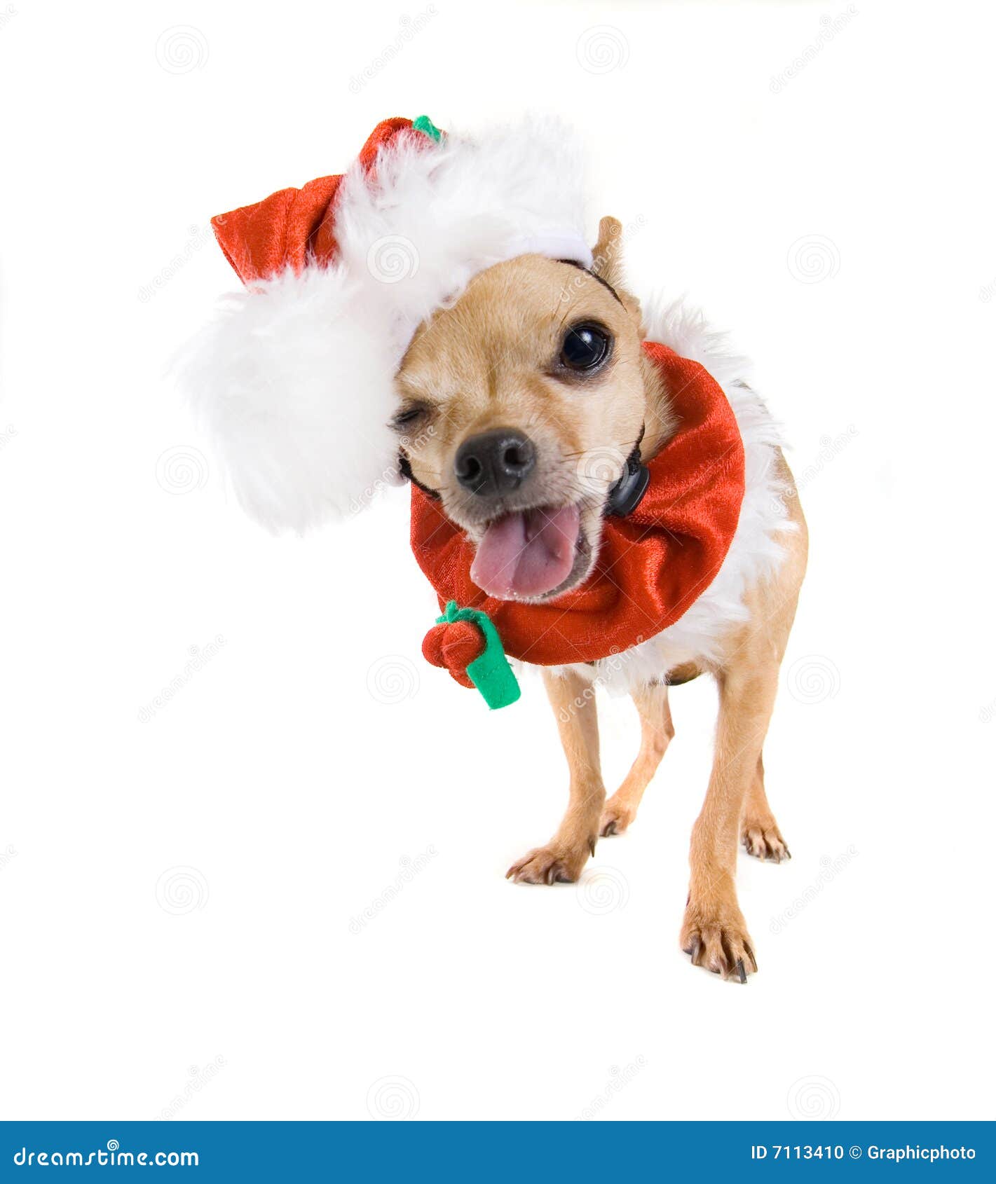 Tiny santa dog stock photo. Image of santa, purebred, holiday - 7113410