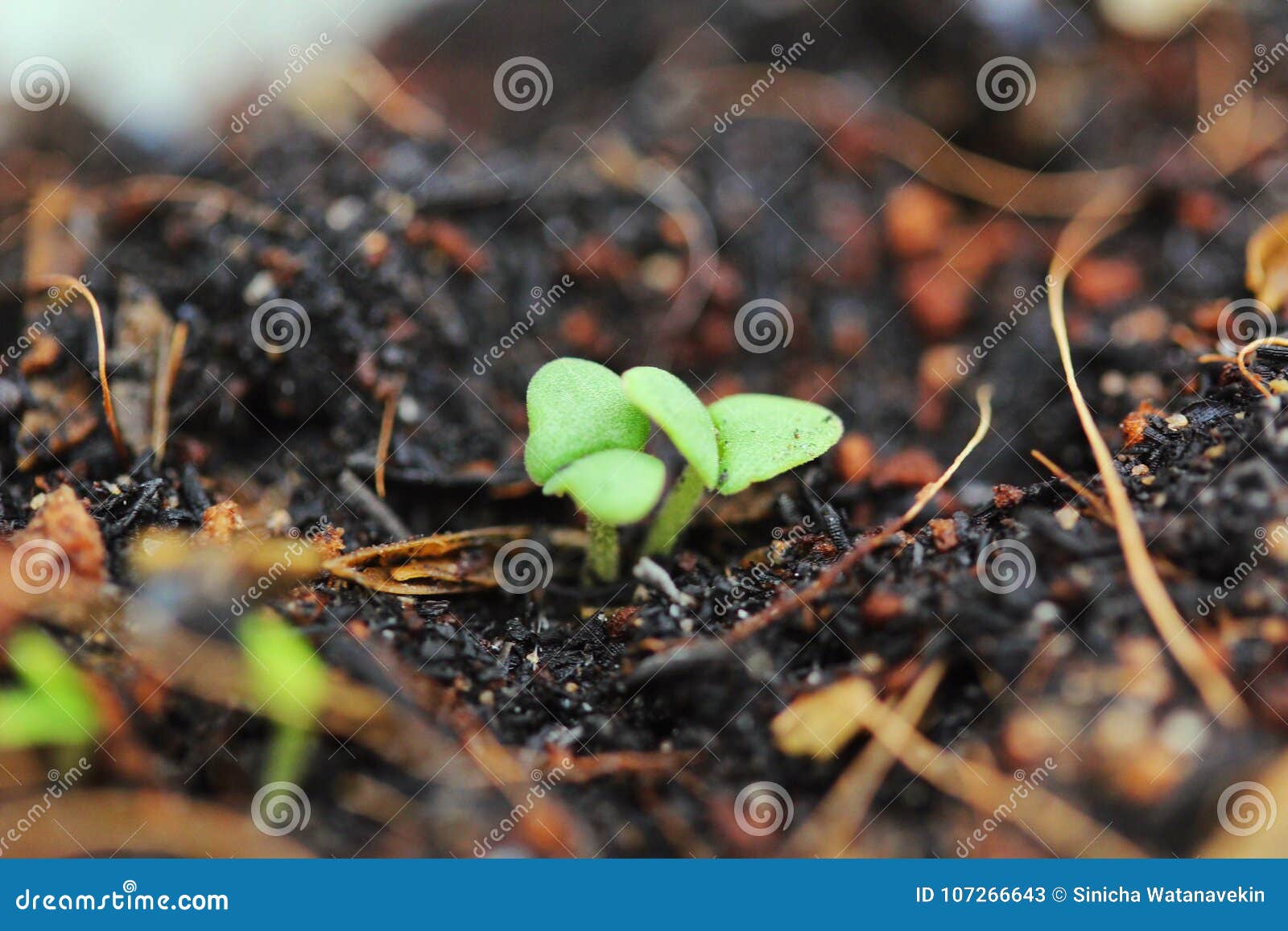 The Emergence Of A New Sapling In The Trunk Of A Living Spruce Tree ...