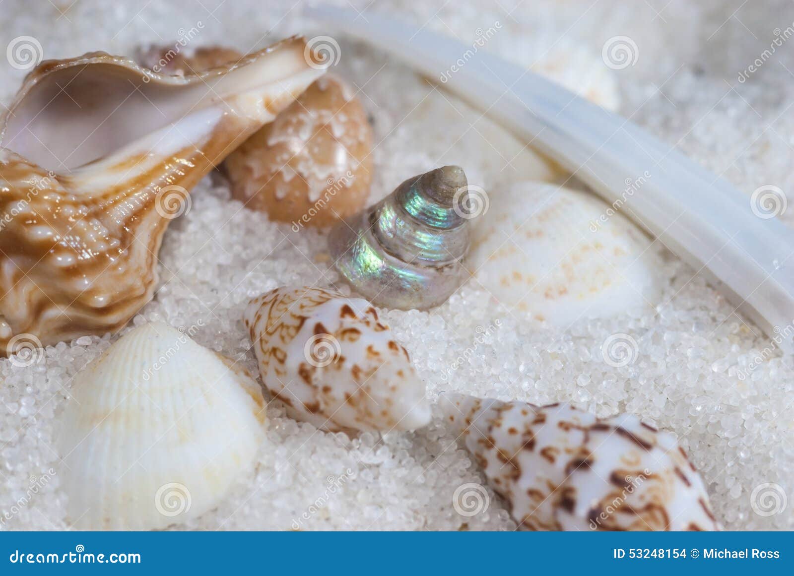 Small White Seashells