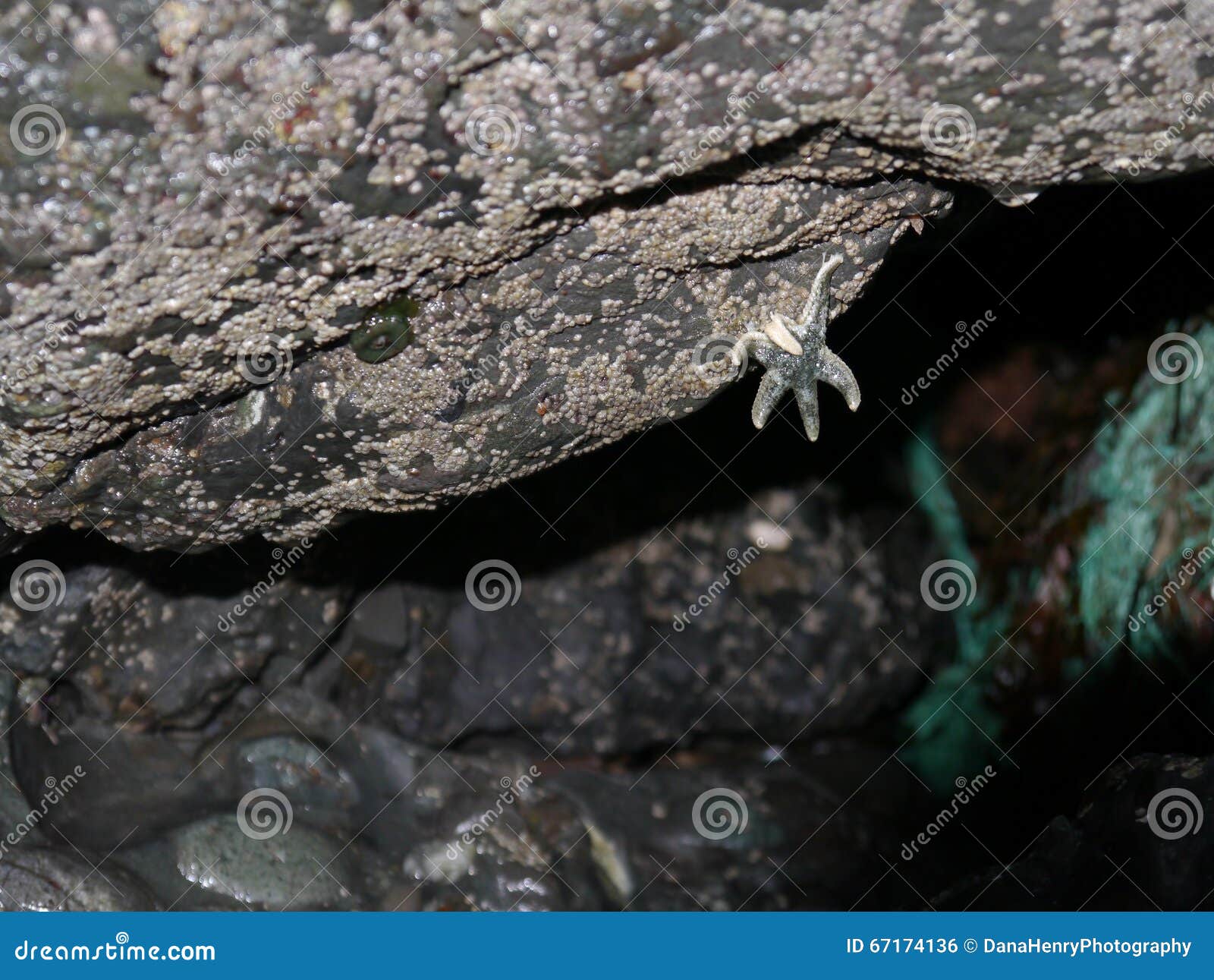 Seastar dangling from rock stock photo. Image of outdoors - 67174136