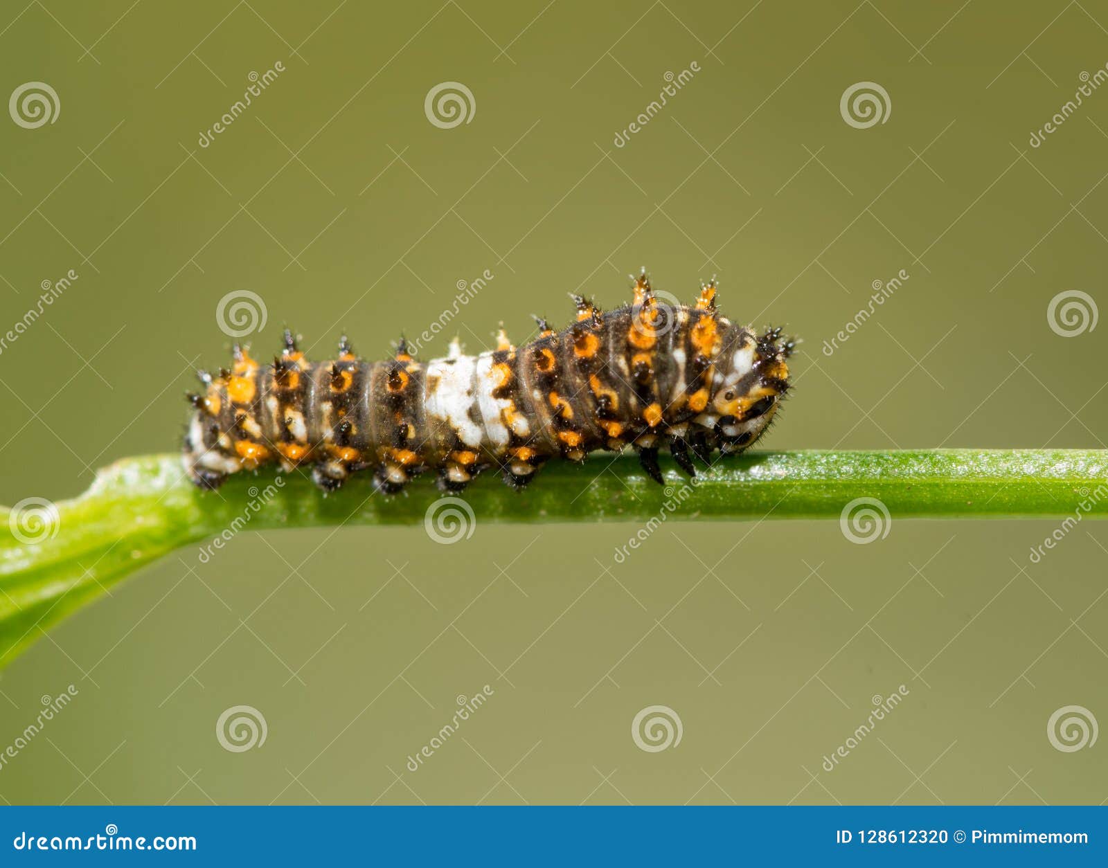 Tiny Second Instar of Eastern Black Swallowtail Caterpillar Stock Photo ...