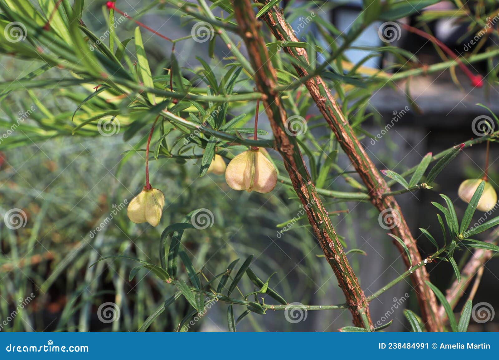 Euonymus Nanus Ornamental Poisonous Plant, Shrubs Branches Full Of Pink ...