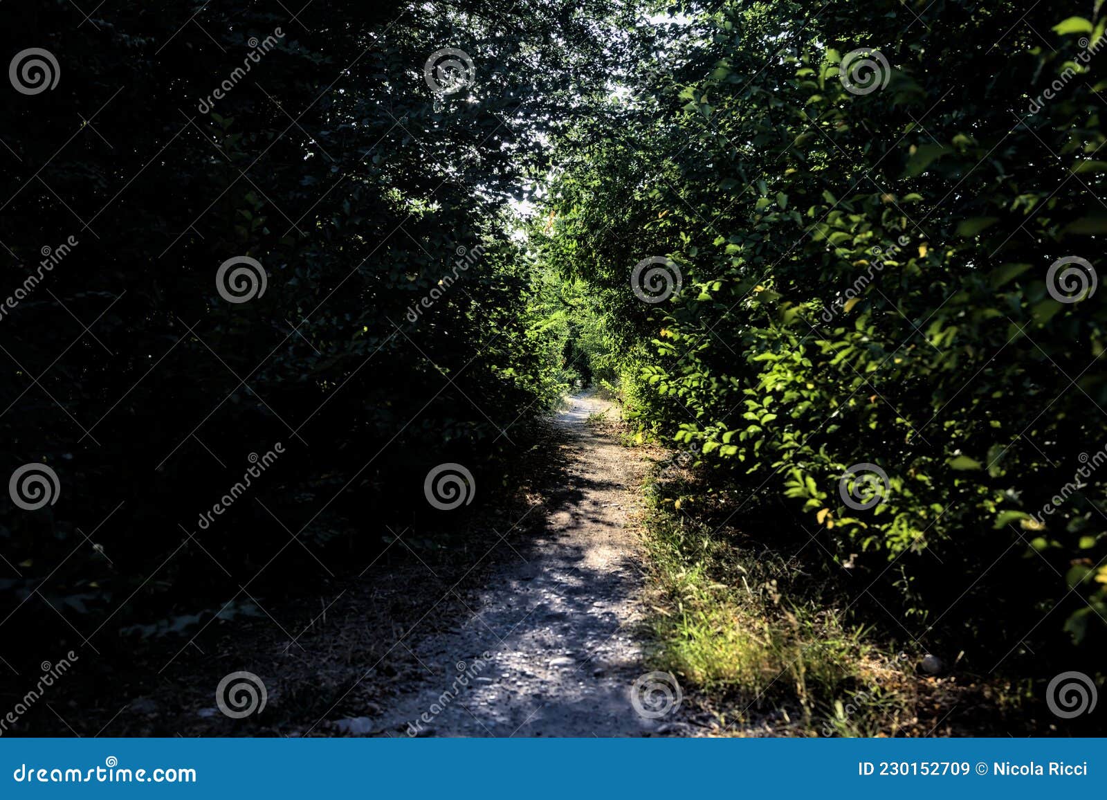 Tiny Shady Path with Trees Arching on it in a Park in the Countryside ...