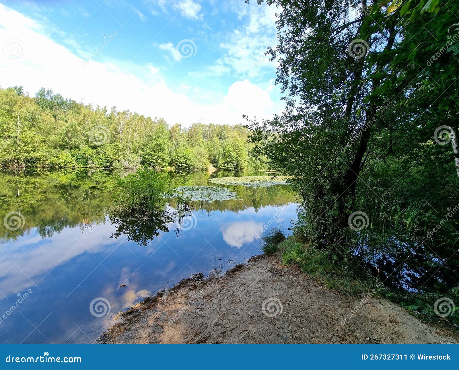 Tiny Shallow River Flowing through the Forest Stock Image - Image of ...