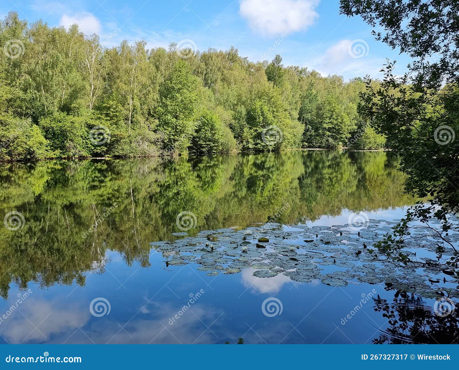 Tiny Shallow River Flowing through the Forest Stock Image - Image of ...