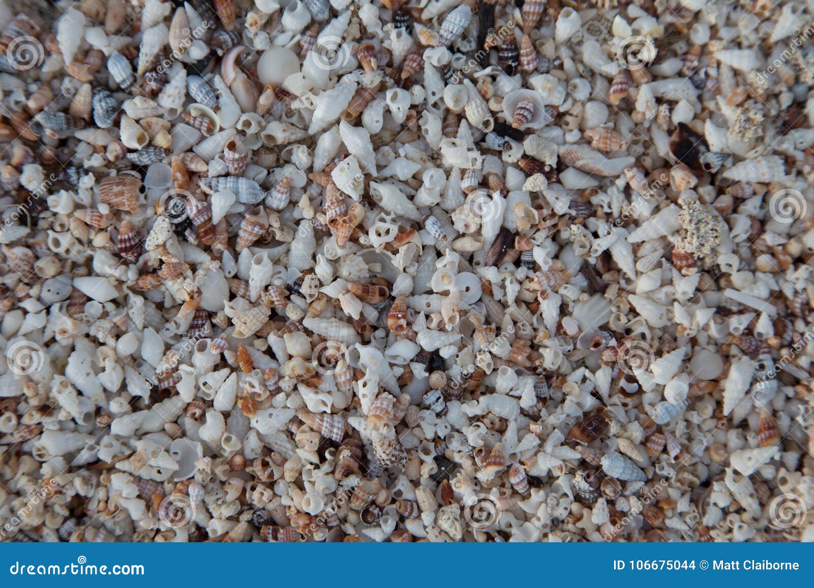 Tiny Shell Beach Background/Texture Stock Photo - Image of water ...