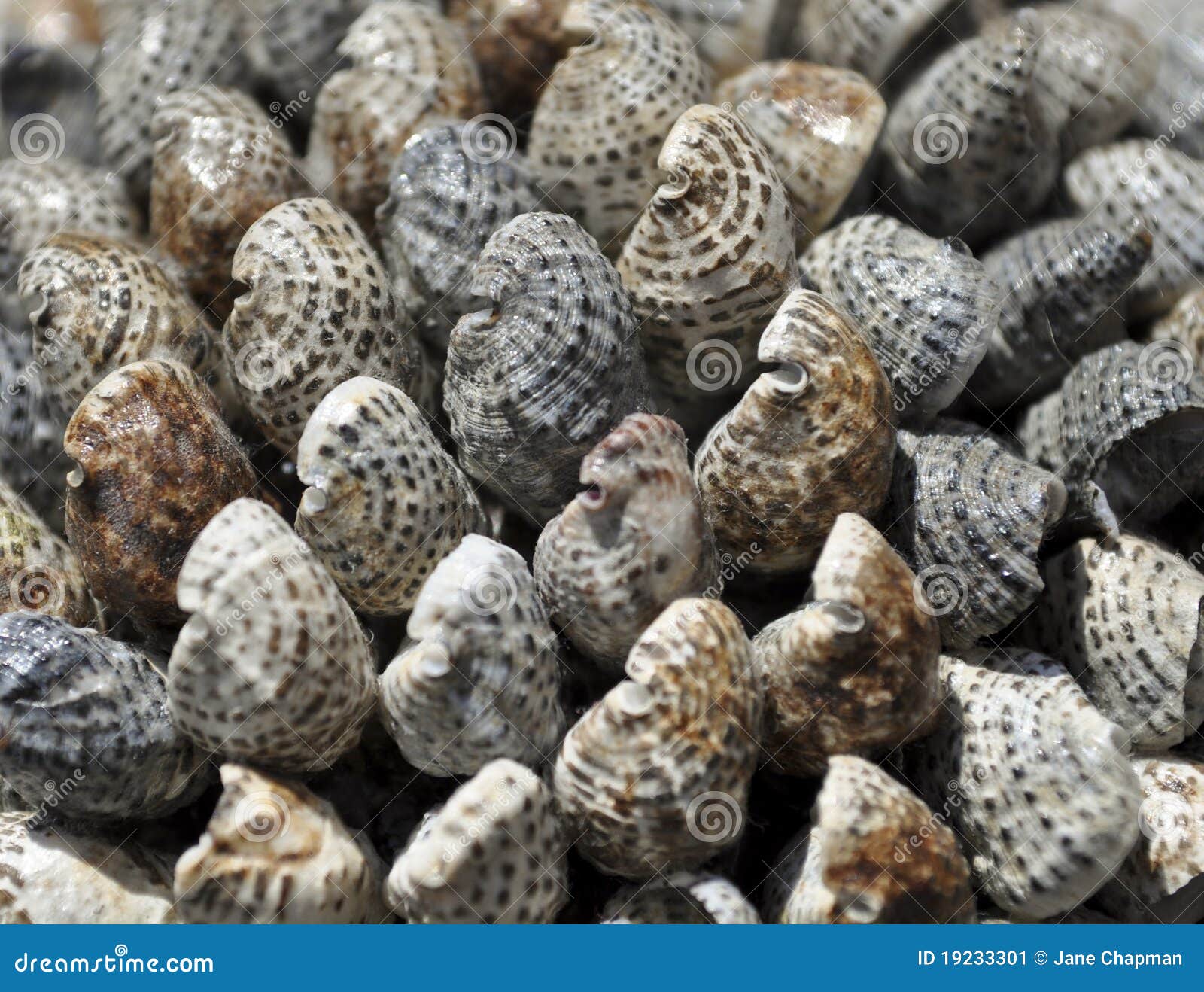 Tiny Shells stock image. Image of collection, snail, shells - 19233301