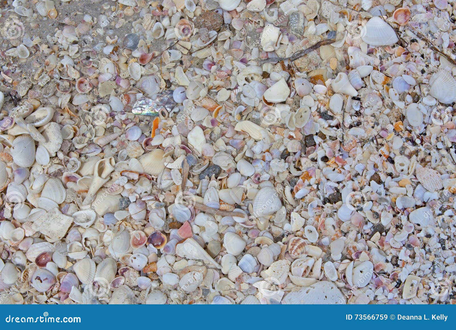 Tiny Shells on a Beach, Close View Stock Image - Image of gulf ...