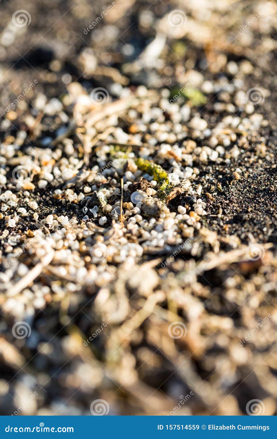 Tiny Shells on a Beach Using Shalllw Depth of Field Stock Image - Image ...