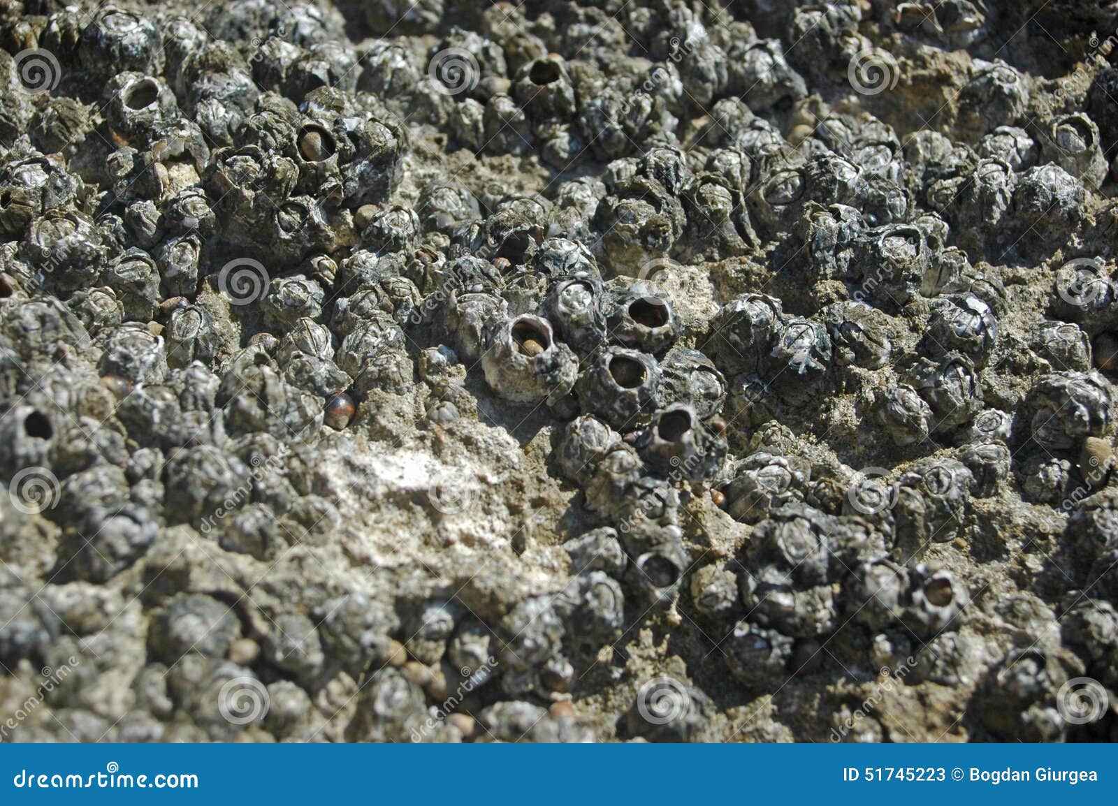 Tiny shells stock image. Image of detailed, life, colony - 51745223