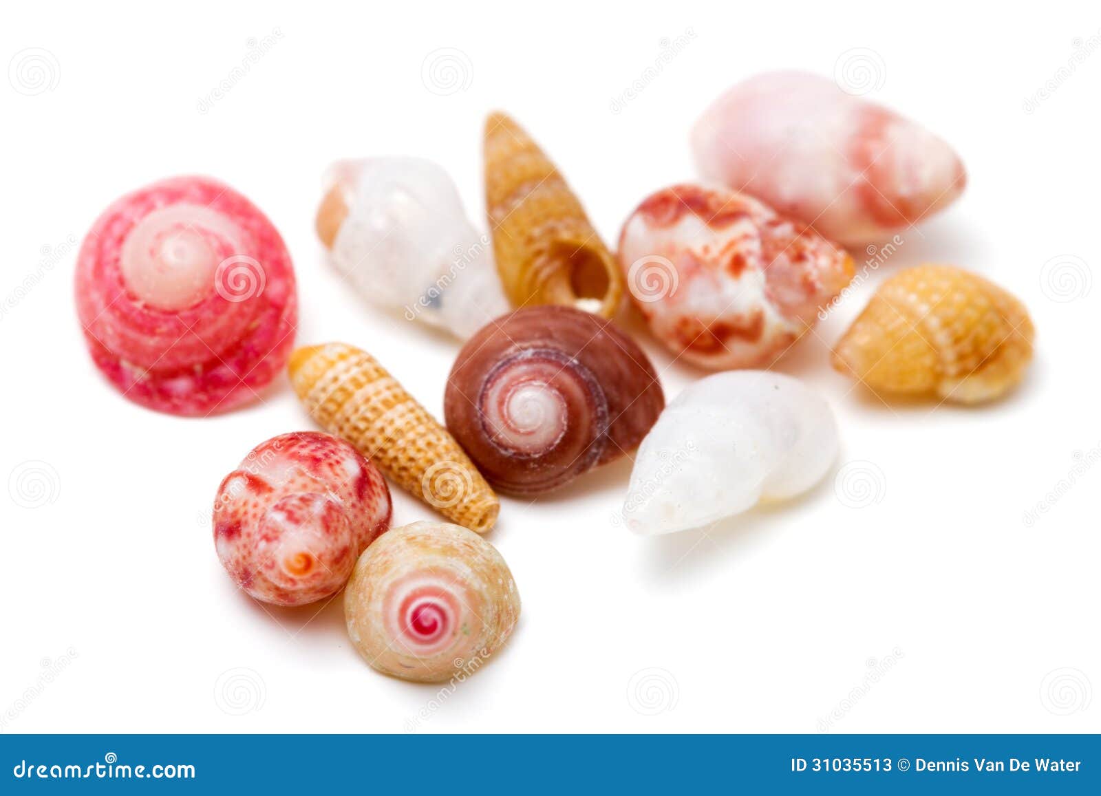 Tiny shells stock image. Image of background, mini, white - 31035513