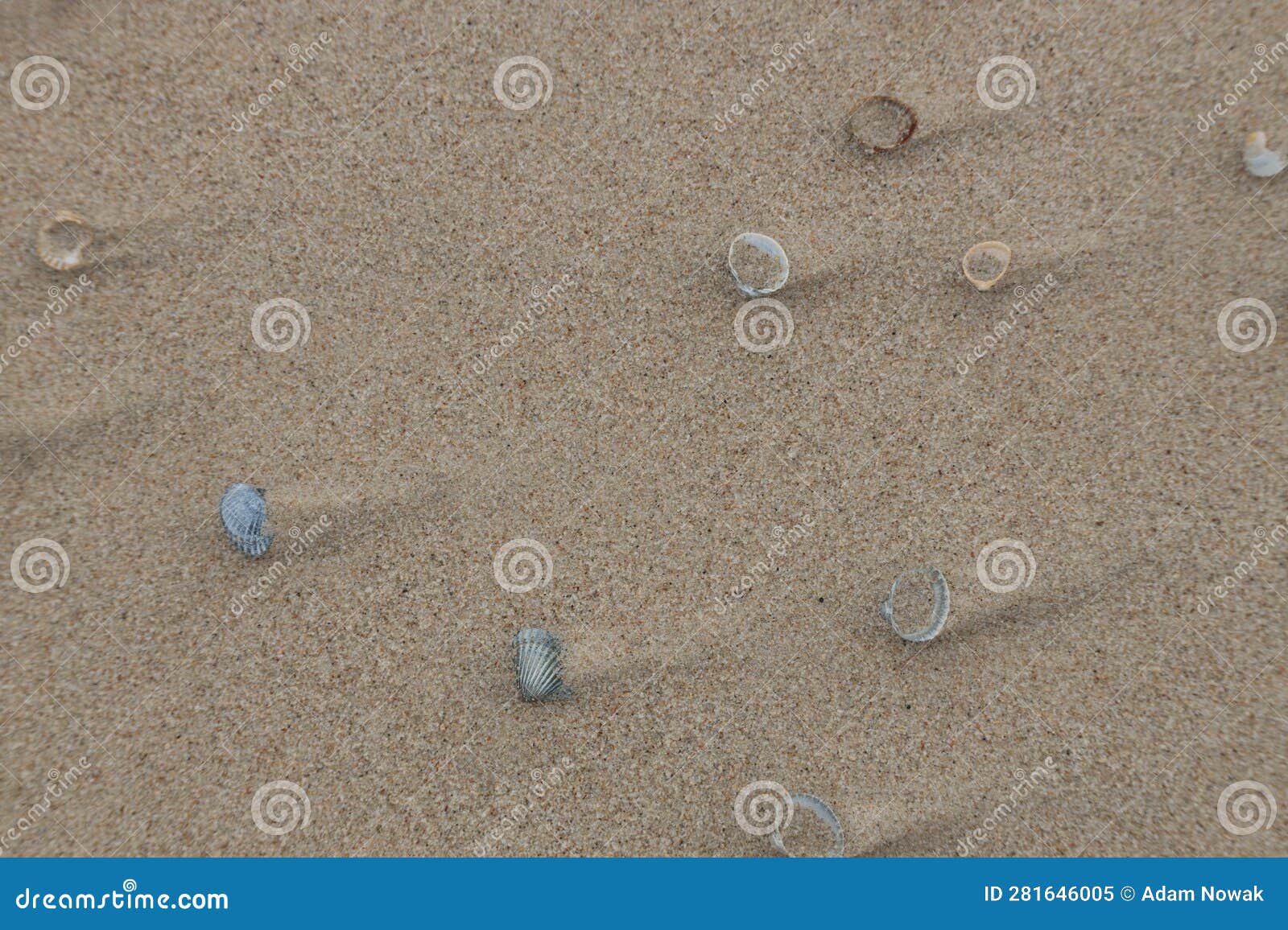 Seashells on the Beach Shot from Above, Minimalism Stock Image - Image ...