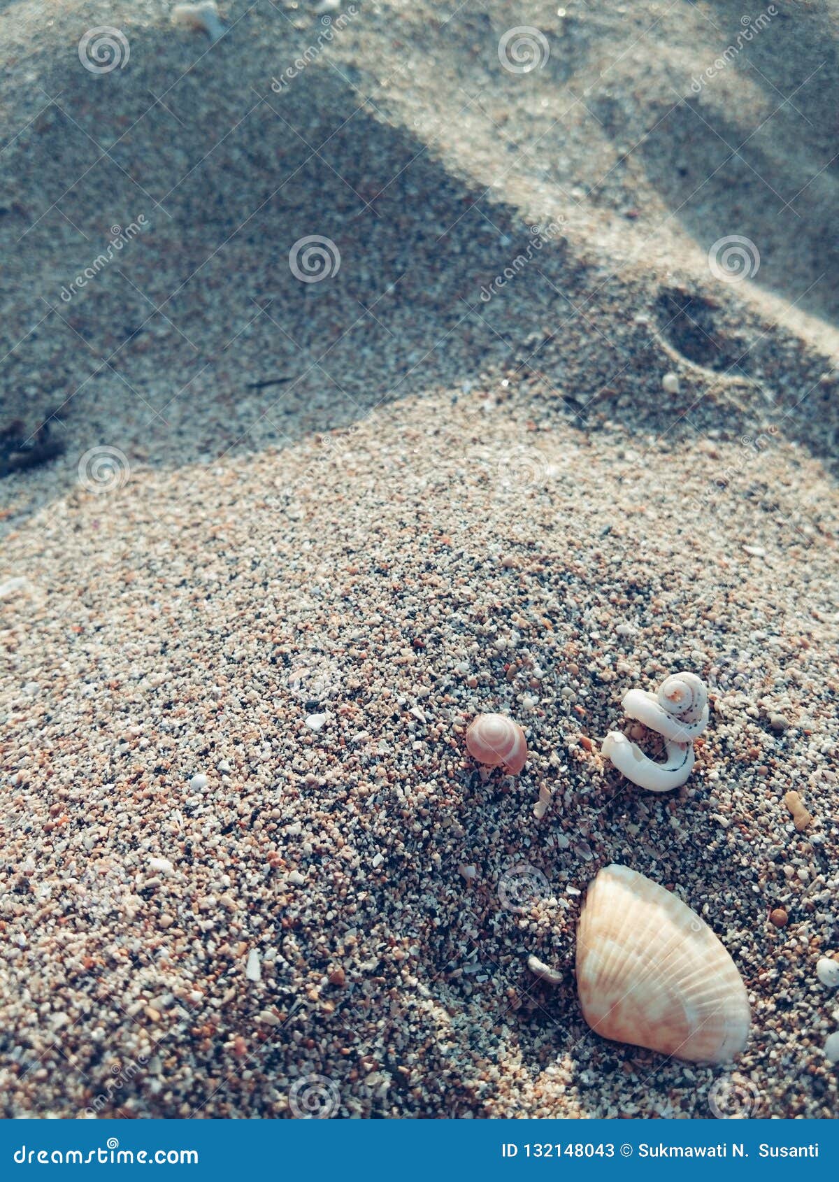 Tiny shells on the shore stock image. Image of pattern - 132148043
