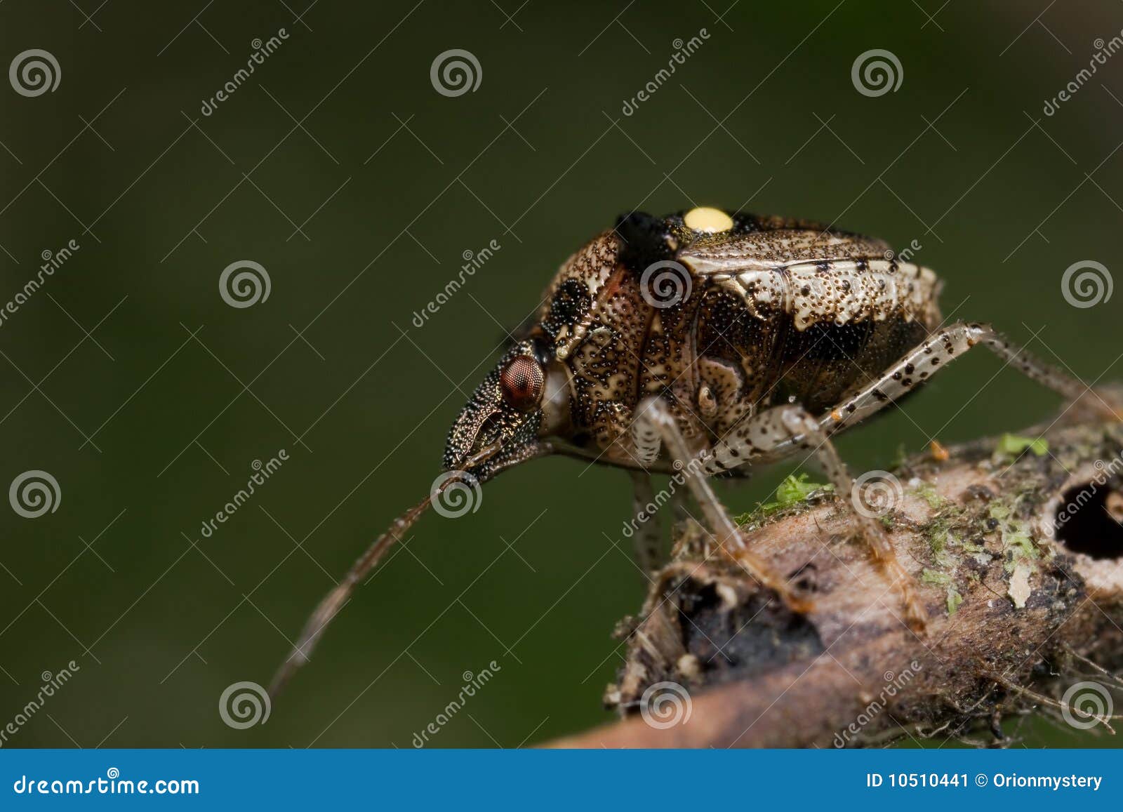 Tiny shield bug stock image. Image of brown, outdoor - 10510441