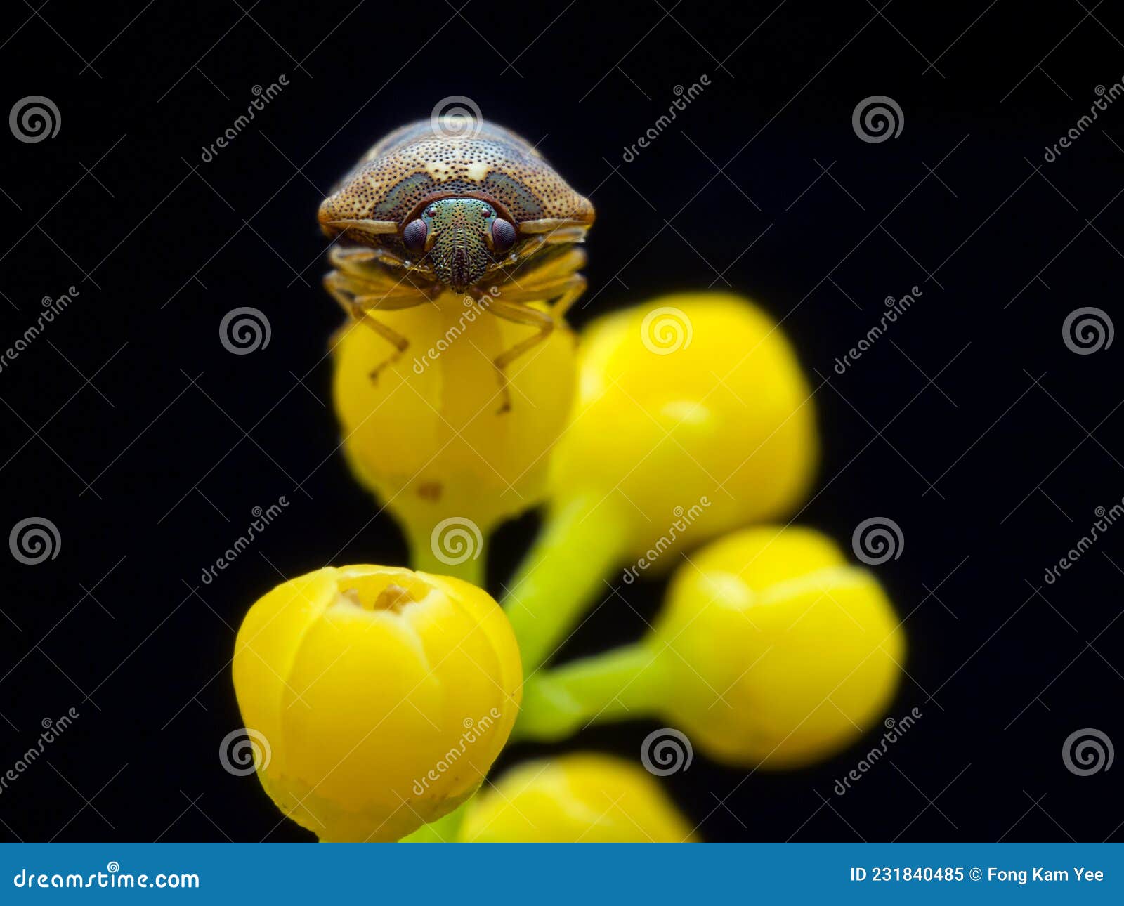 Tiny Shield bug nymph stock image. Image of nymph, kingfisher - 231840485