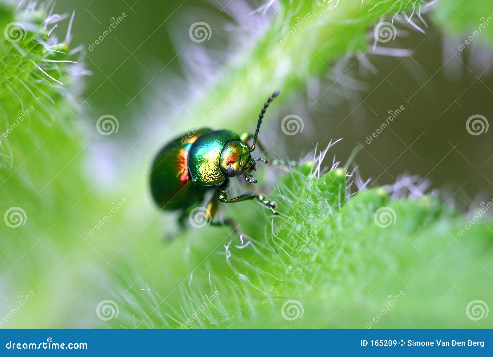 Tiny shiny beetle stock image. Image of antlers, closeup - 165209