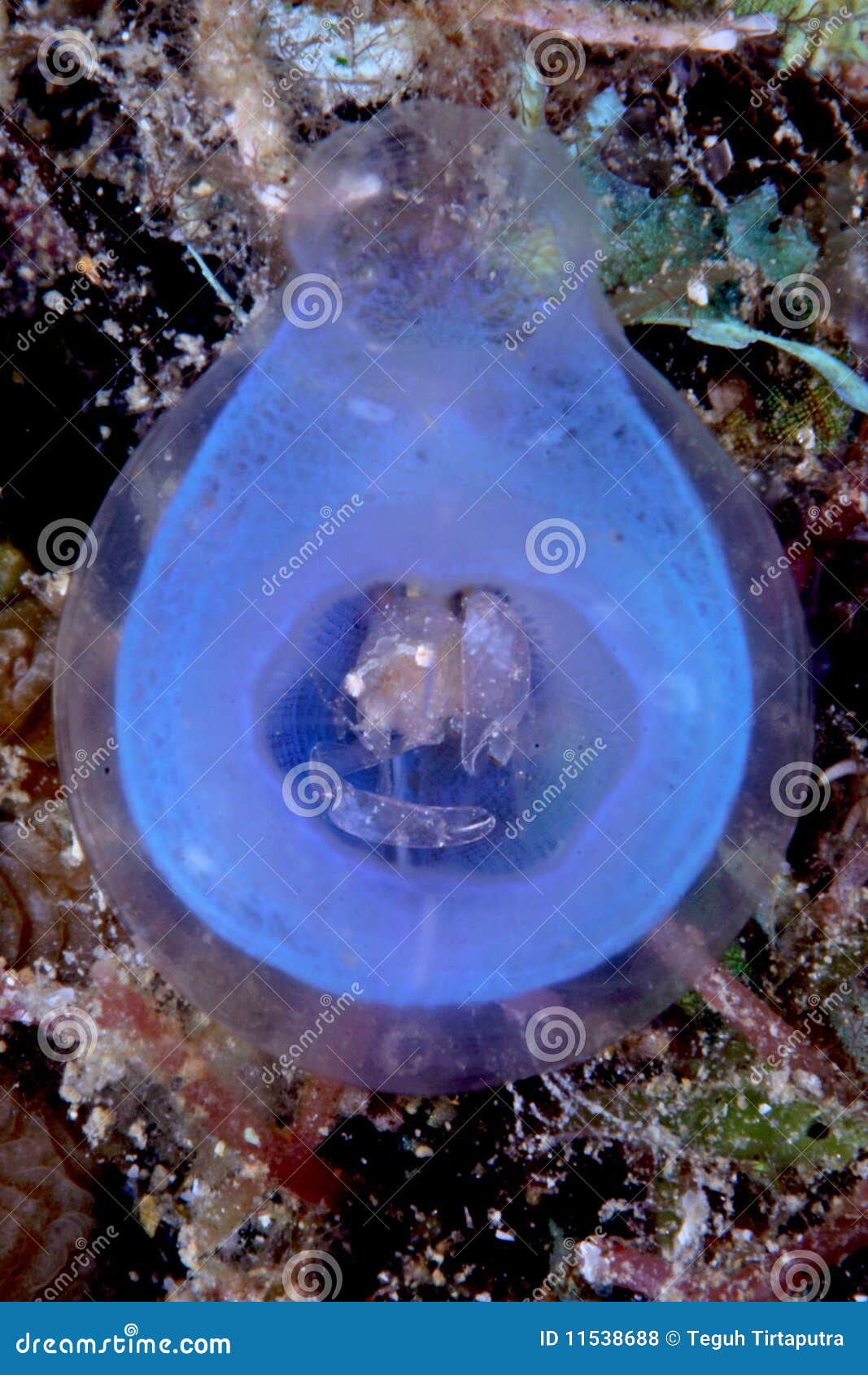 Tiny Shrimp Inside Blue Tunicate Stock Photo - Image of wildlife, ocean ...