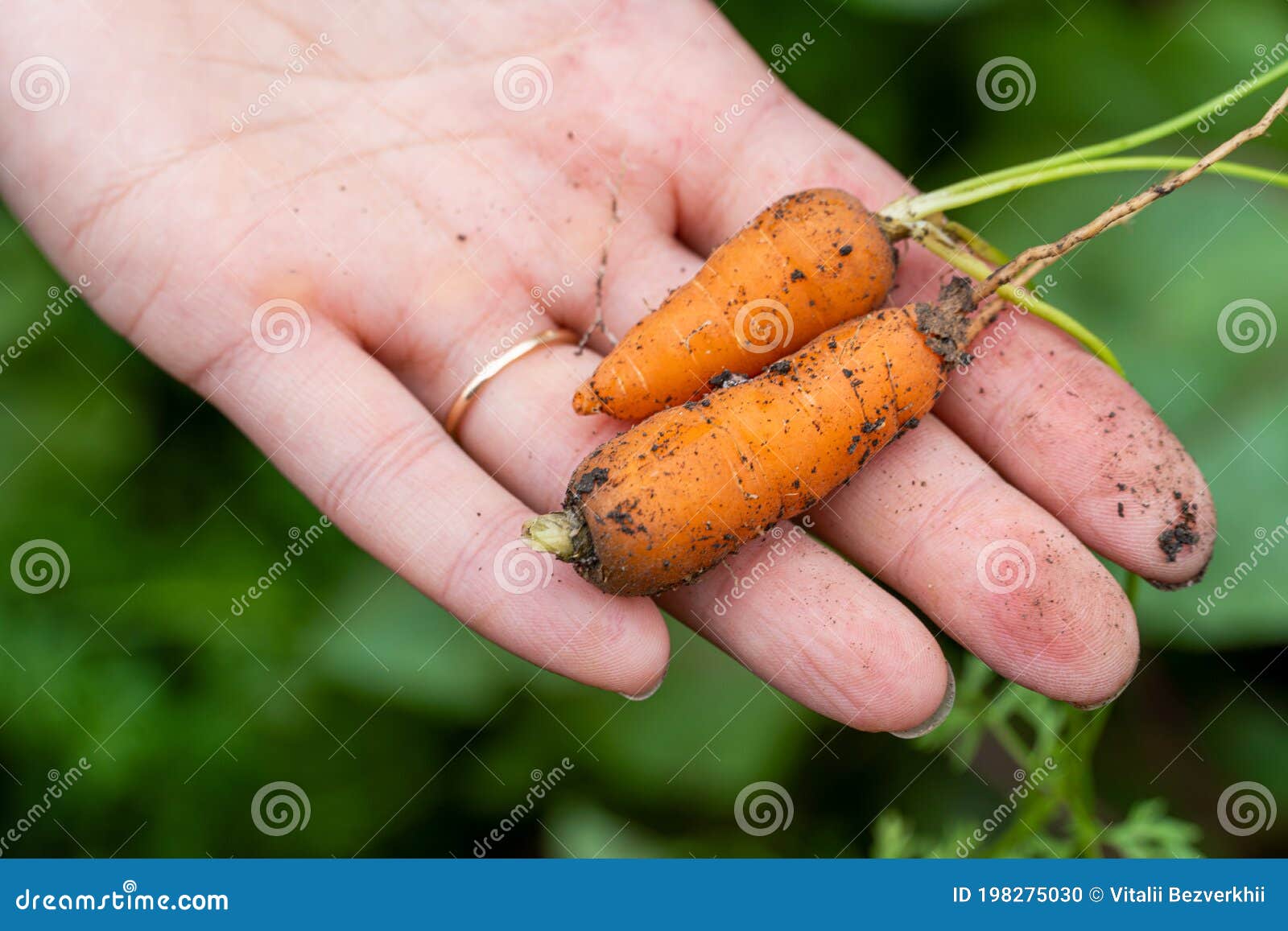 Tiny, Small and Fresh Carrot with Tops in Hand Close Up Stock Photo ...