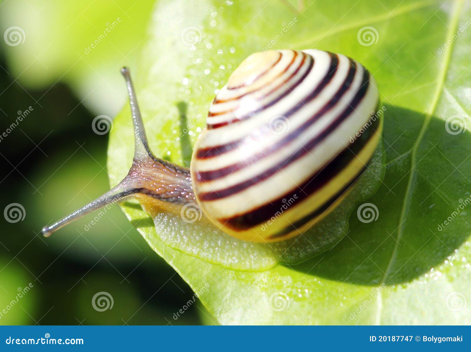Tiny snail stock image. Image of depth, snail, plant - 20187747