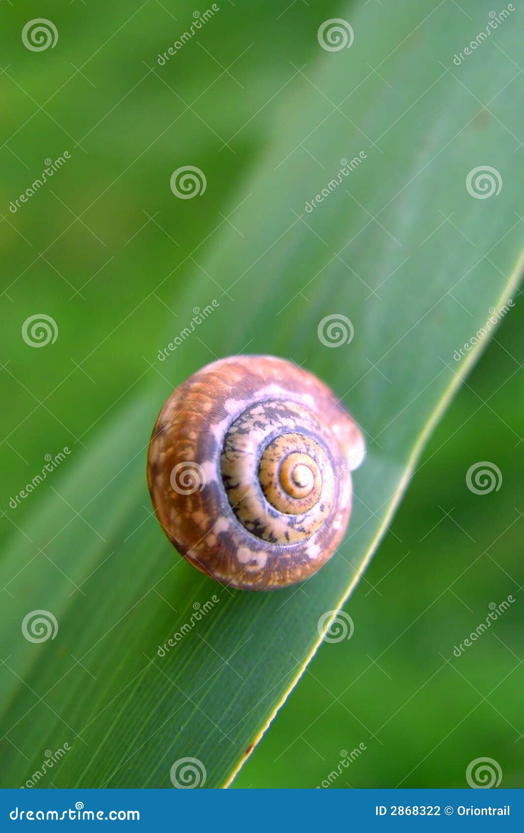 Tiny snail stock photo. Image of lines, blur, snails, snail - 2868322