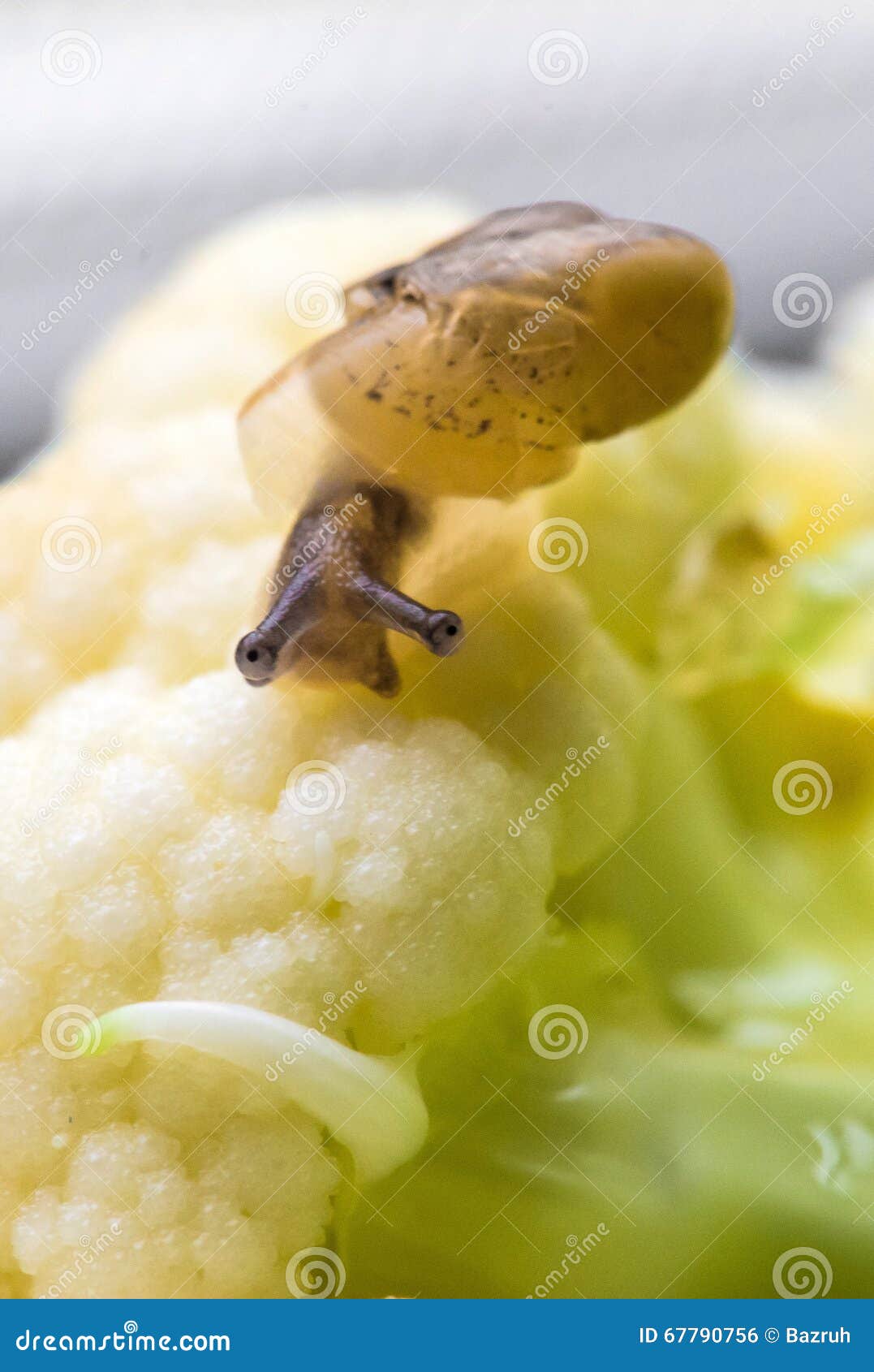 Tiny snail stock photo. Image of body, lines, details - 67790756