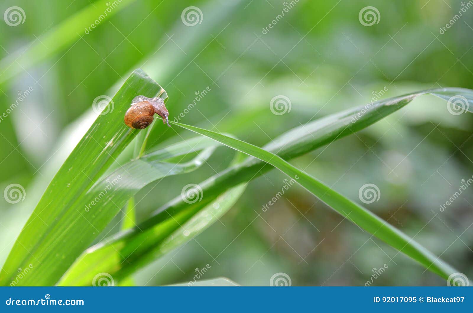 Tiny Snail in the grass stock image. Image of fast, invertebrate - 92017095