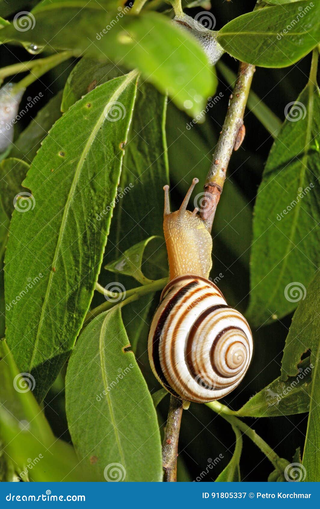 Tiny Snail stock image. Image of back, slug, brown, snail - 91805337