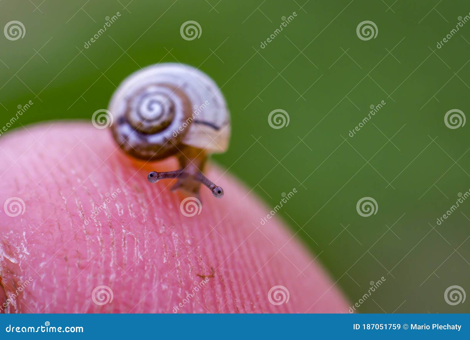 Tiny snail on my fingers stock image. Image of blue - 187051759