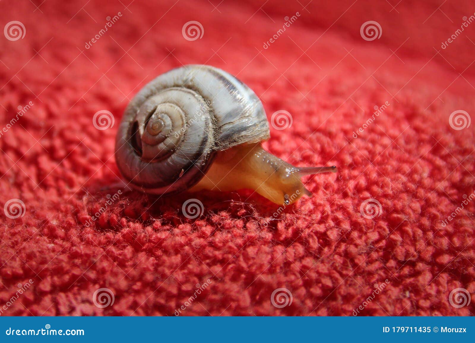 A Tiny Slow Snail on a Red Textile Surface. Stock Image - Image of ...