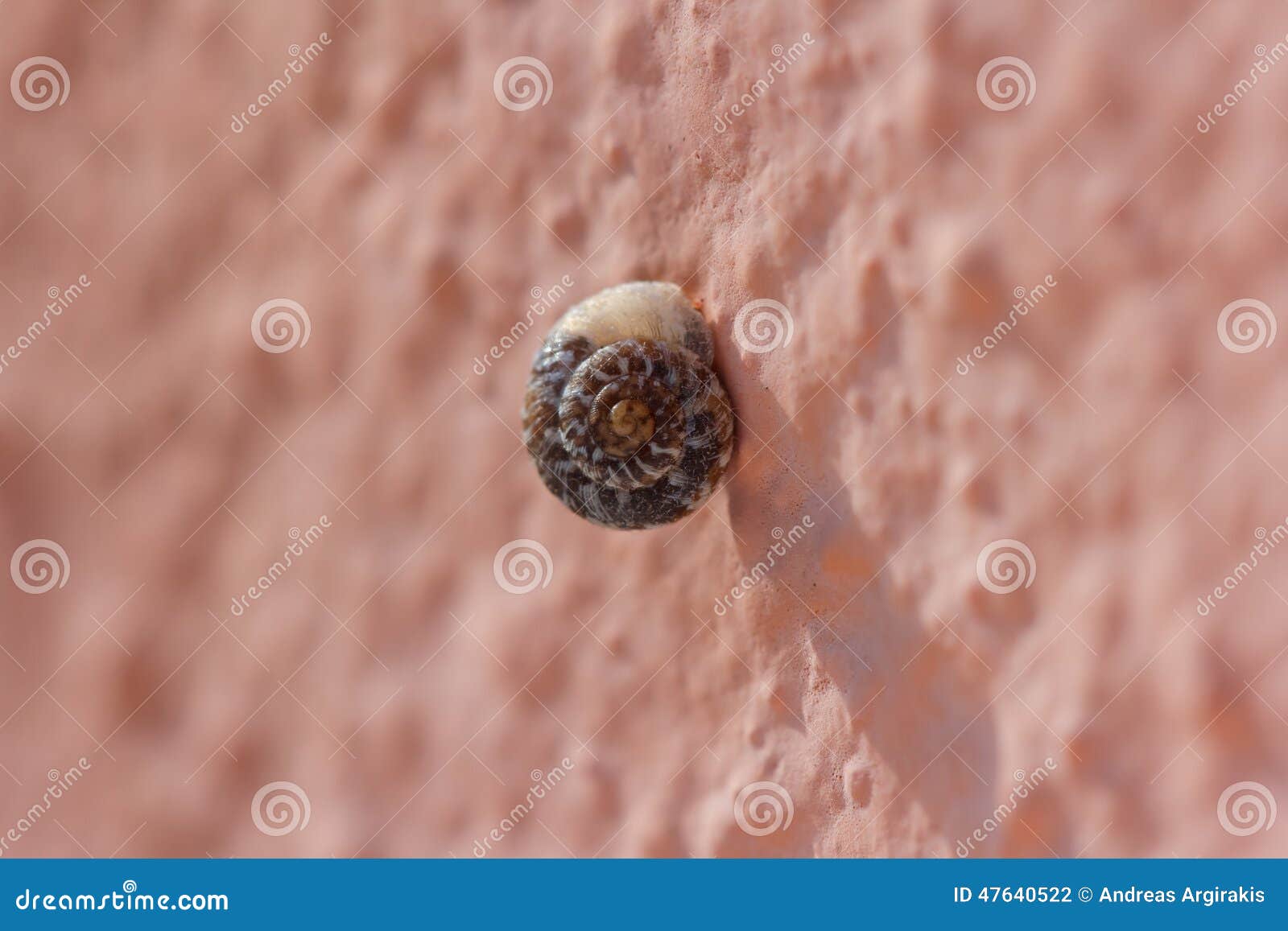Tiny snail shell stock photo. Image of depth, small, shallow - 47640522
