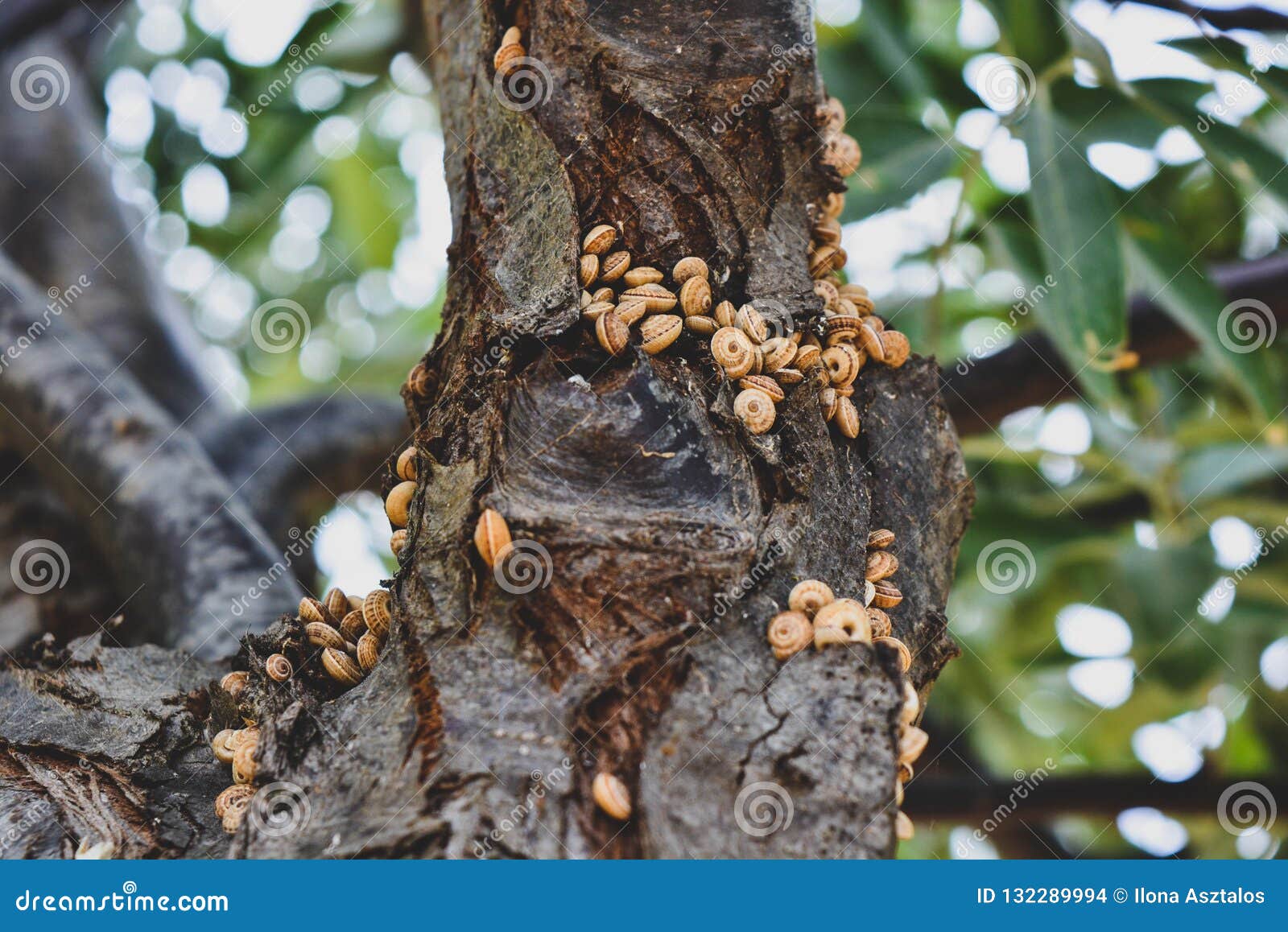 Tiny Snail Shells on a Tree Stock Photo - Image of beach, tree: 132289994