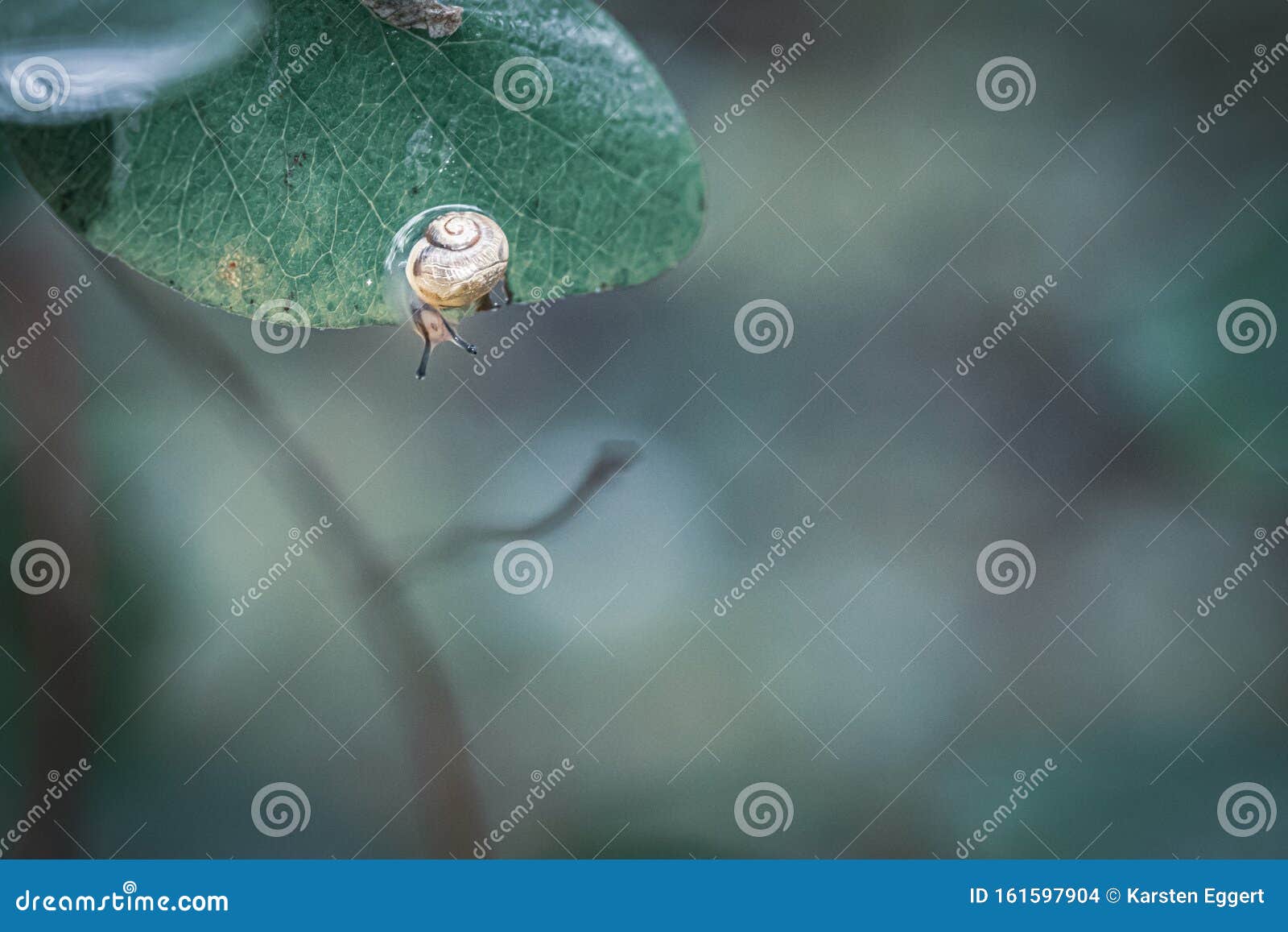 Tiny Snail with a Yellow Snail Shell Sits on a Green Leaf and Looks ...