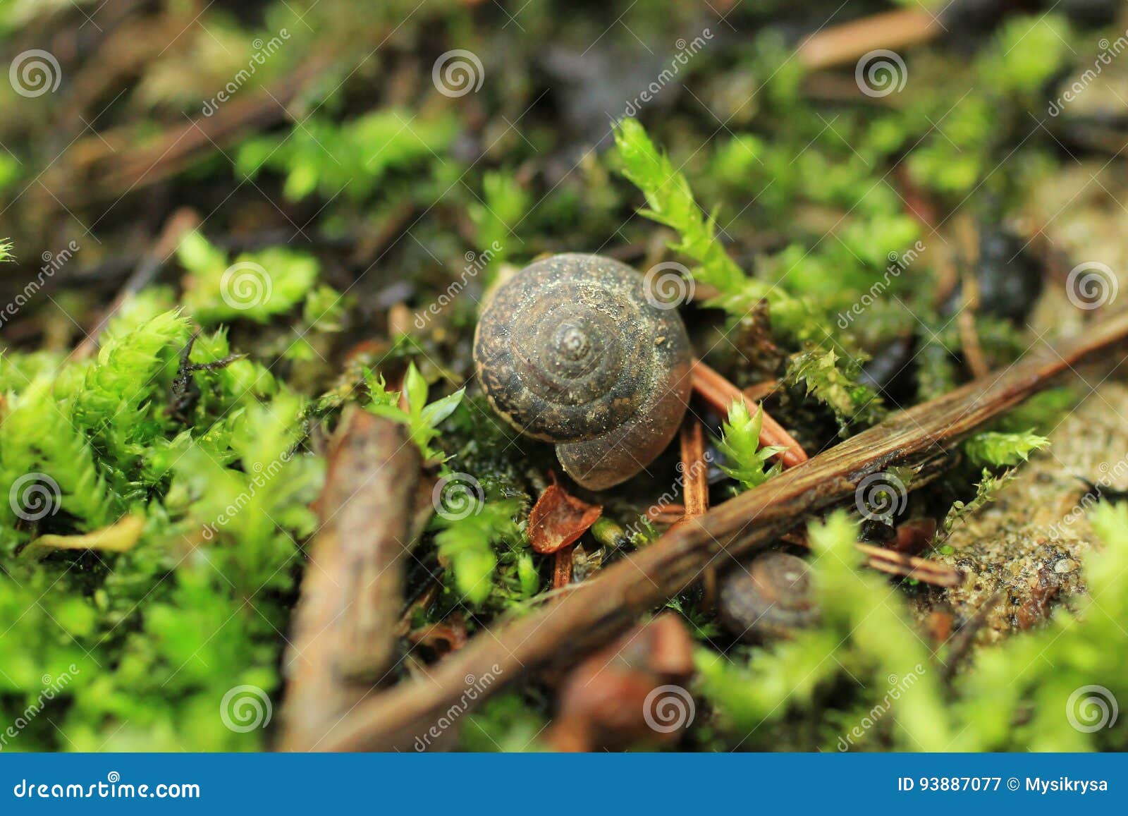 Tiny snails stock image. Image of mollusc, animal, macro - 93887077
