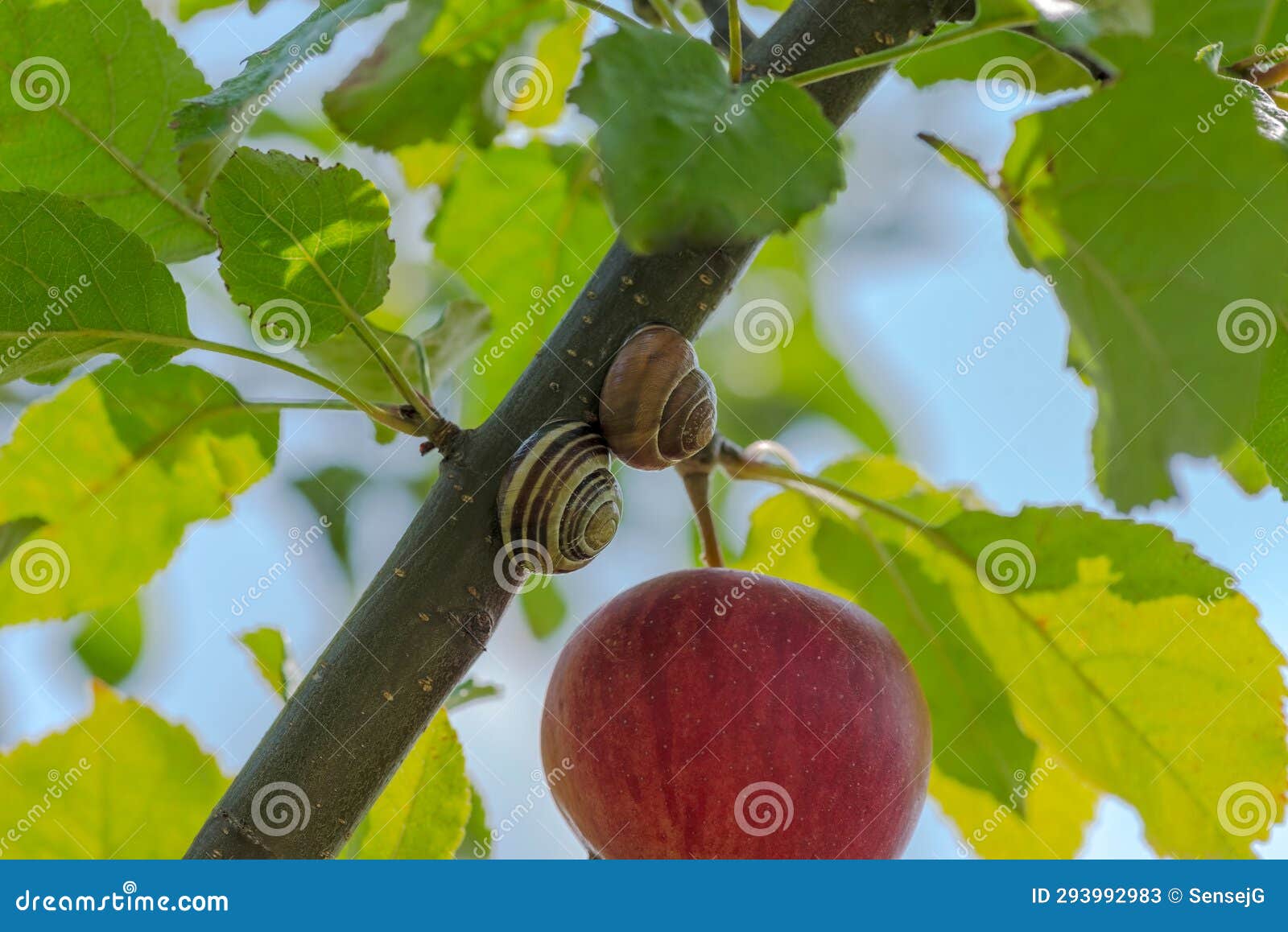 Snails with Spiral Shells Sitting on an Apple Tree Branch. Stock Image ...
