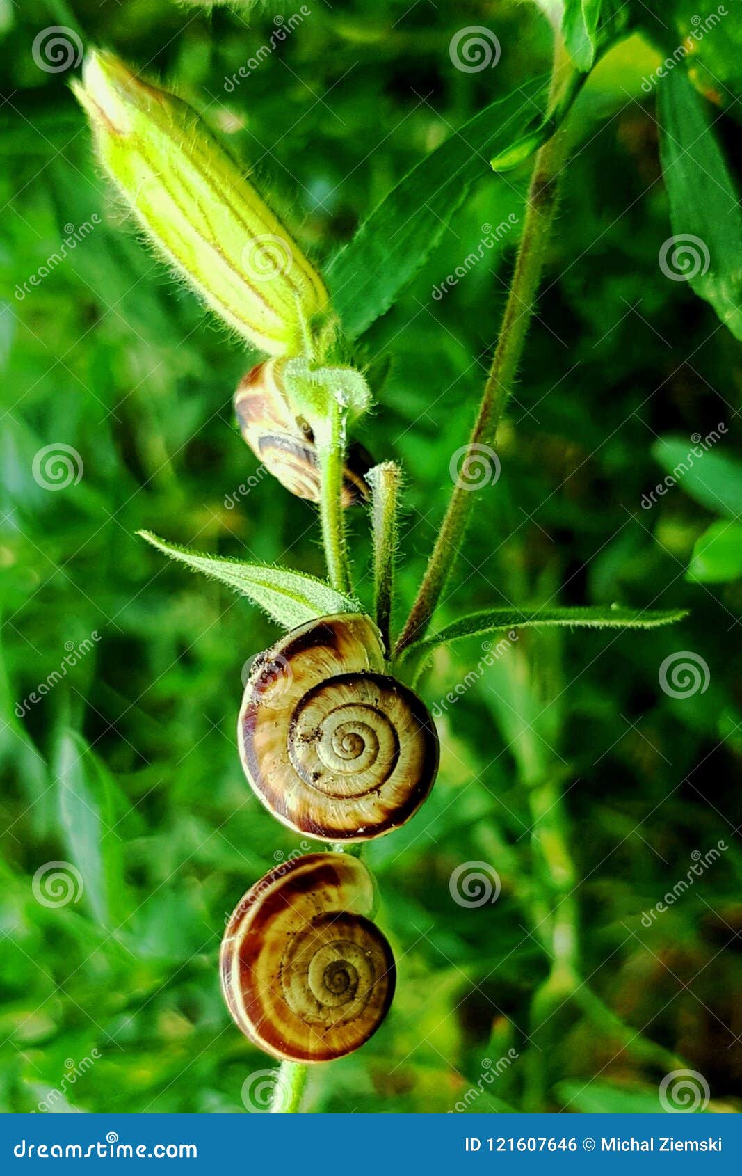 Tiny Snails on a Stalk of Grass Stock Photo - Image of brown, fauna ...