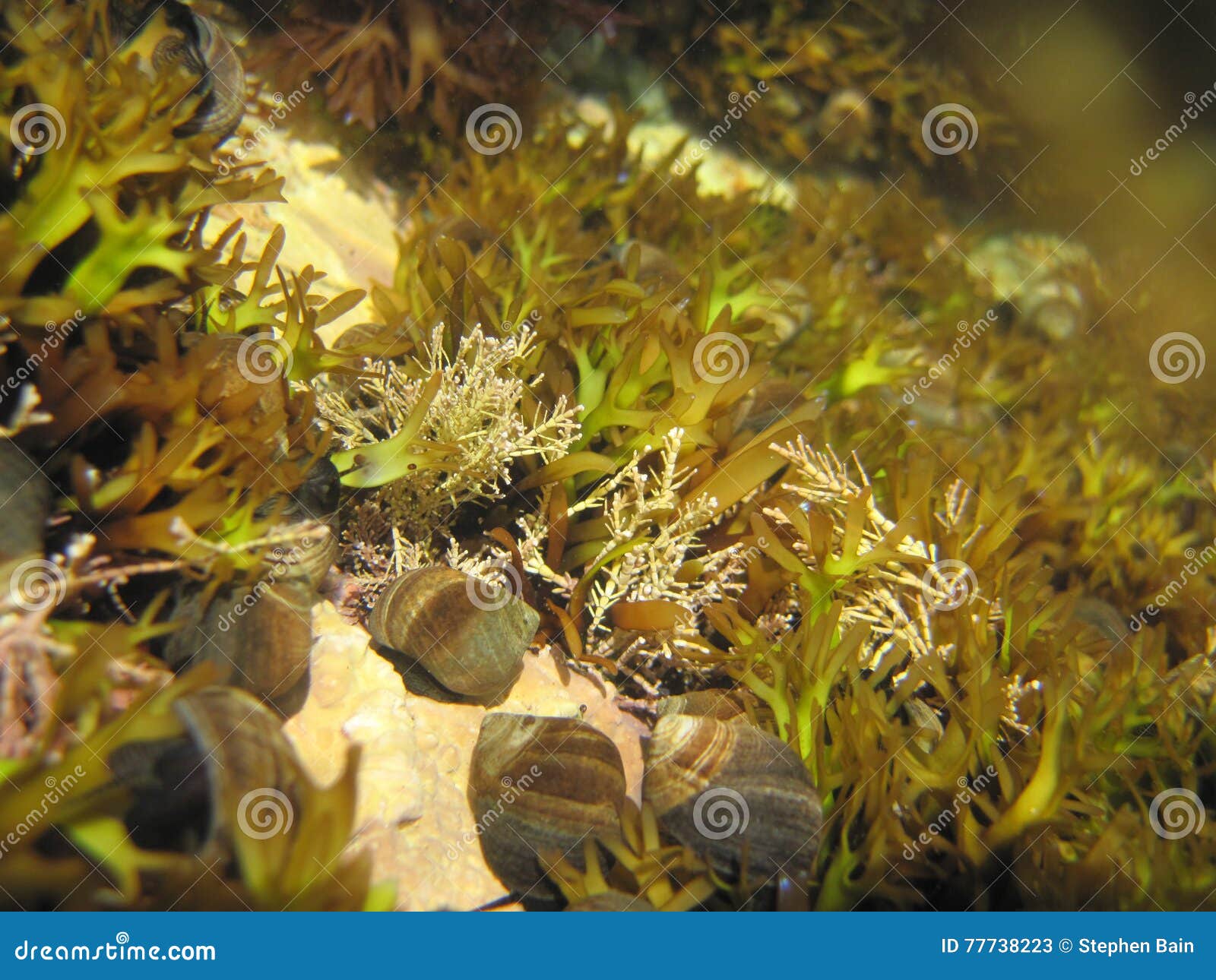 Tiny Snails stock image. Image of tiny, shells, underwater - 77738223