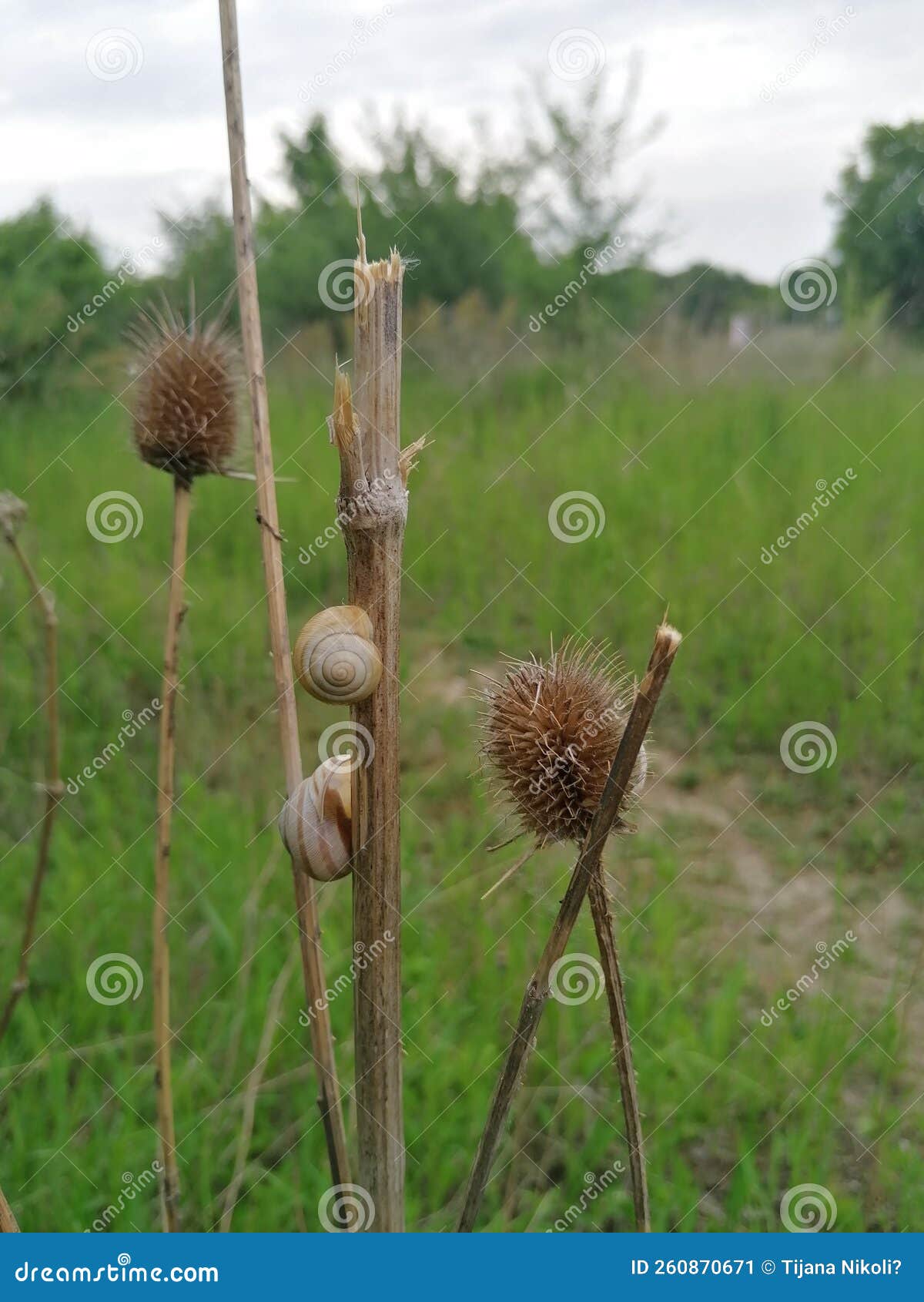 Tiny Snails and Velcro Irresistible Stock Image - Image of irresistible ...