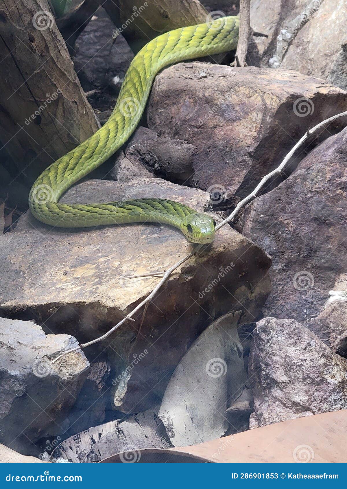 Tiny snake stock image. Image of tiny, snake, little - 286901853