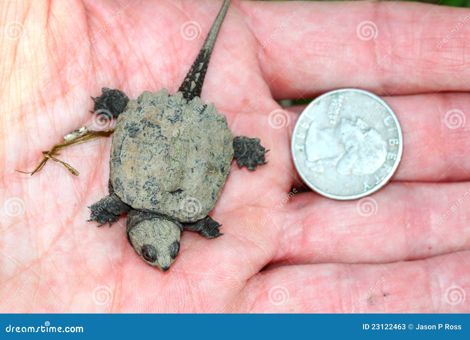 Tiny Snapping Turtle stock image. Image of reptile, species - 23122463