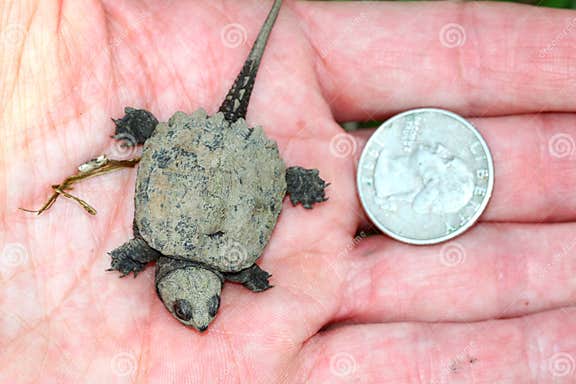 Tiny Snapping Turtle stock image. Image of reptile, species - 23122463