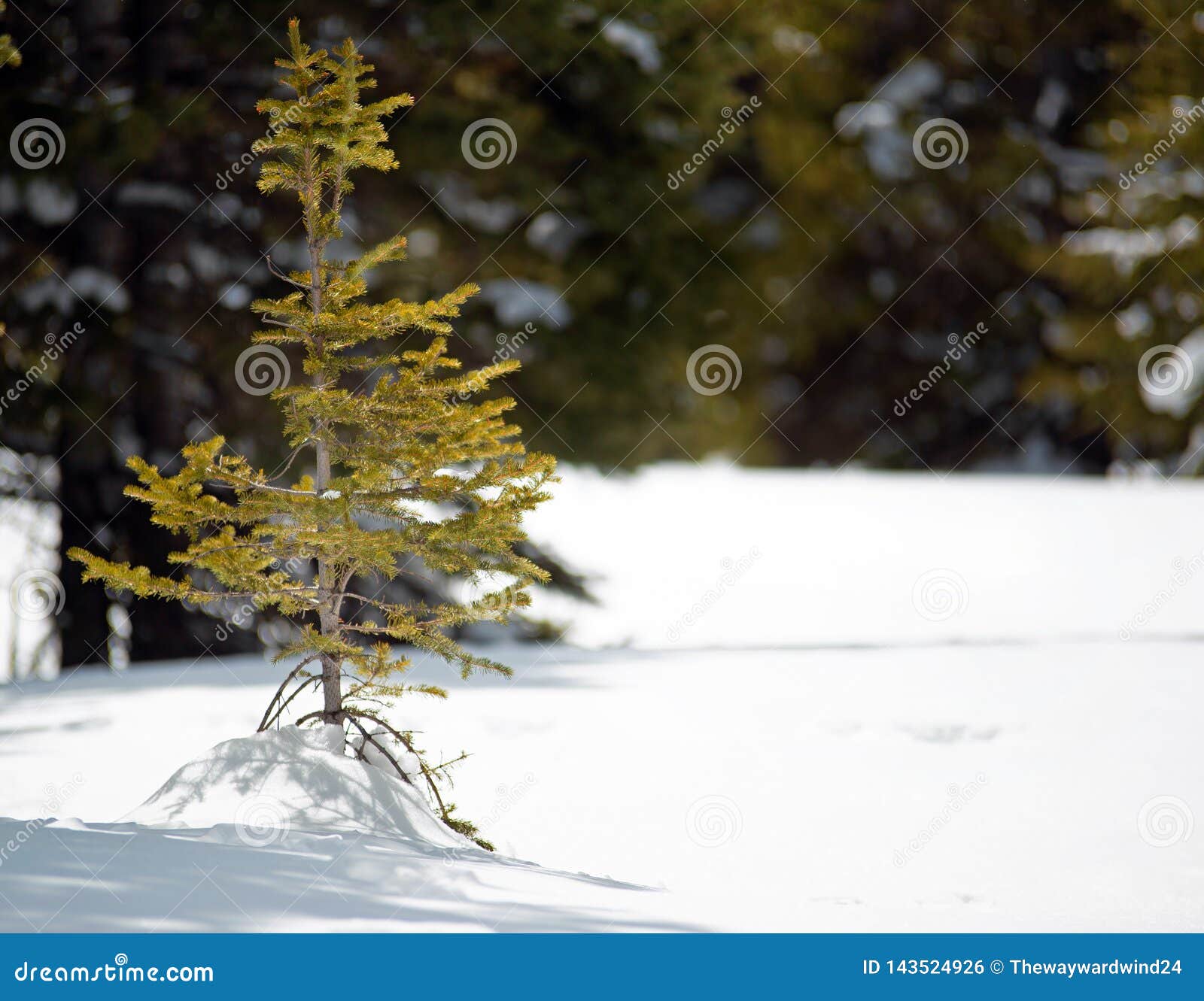 A tiny solo baby pine tree stock photo. Image of life - 143524926