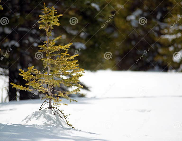 A tiny solo baby pine tree stock photo. Image of life - 143524926