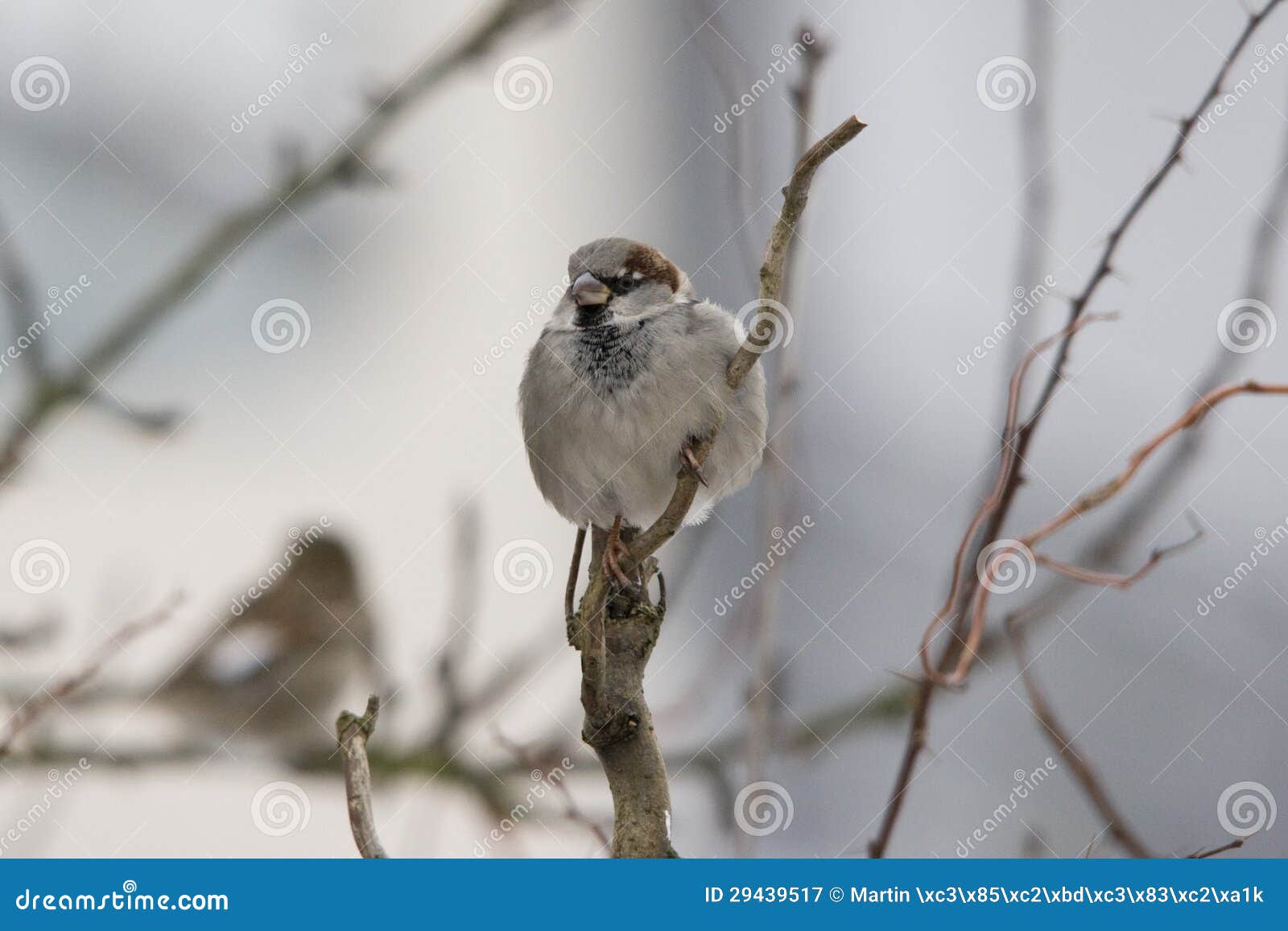 Tiny Sparrow stock image. Image of beak, passer, eyes - 29439517
