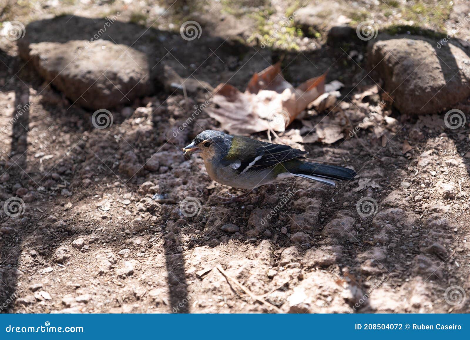 Small Bird Catching Food in the Floor Stock Photo - Image of cute ...