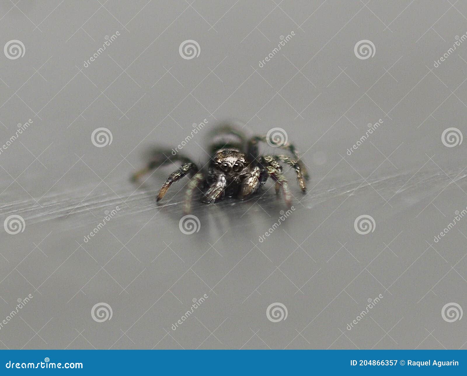 Tiny spider stock image. Image of baby, tiny, spider - 204866357