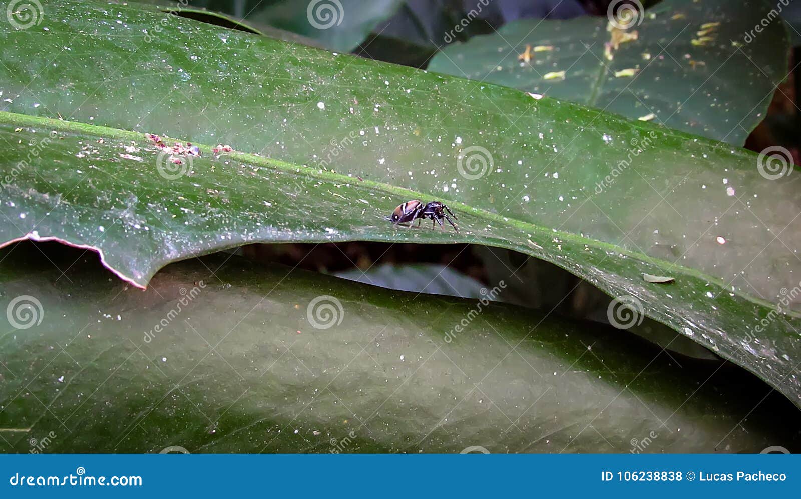 Tiny Spider on a Big Leaf stock photo. Image of predator - 106238838