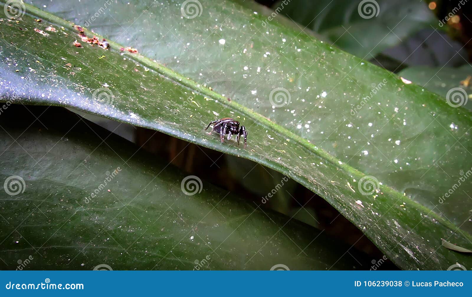 Tiny Spider on a Big Leaf stock photo. Image of forest - 106239038