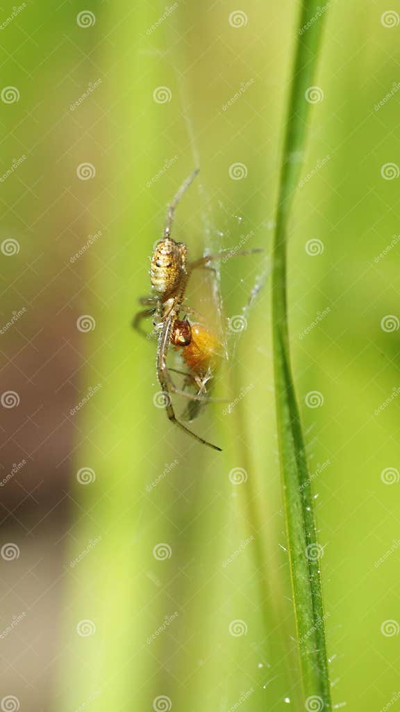 Tiny spider eating a bug stock image. Image of insect - 205049129